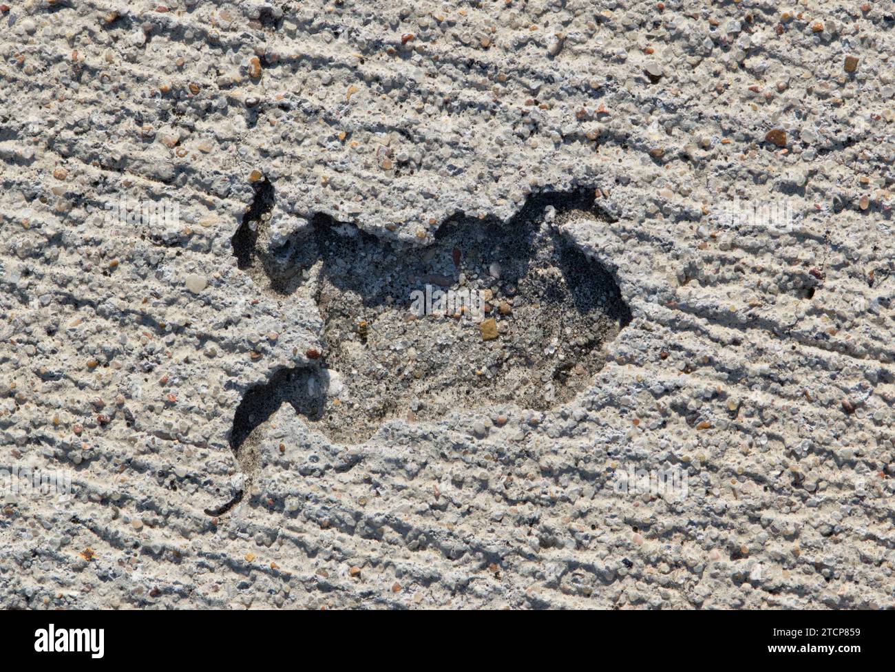 Imprint of a frog that fell into concrete, isolated directly above ...