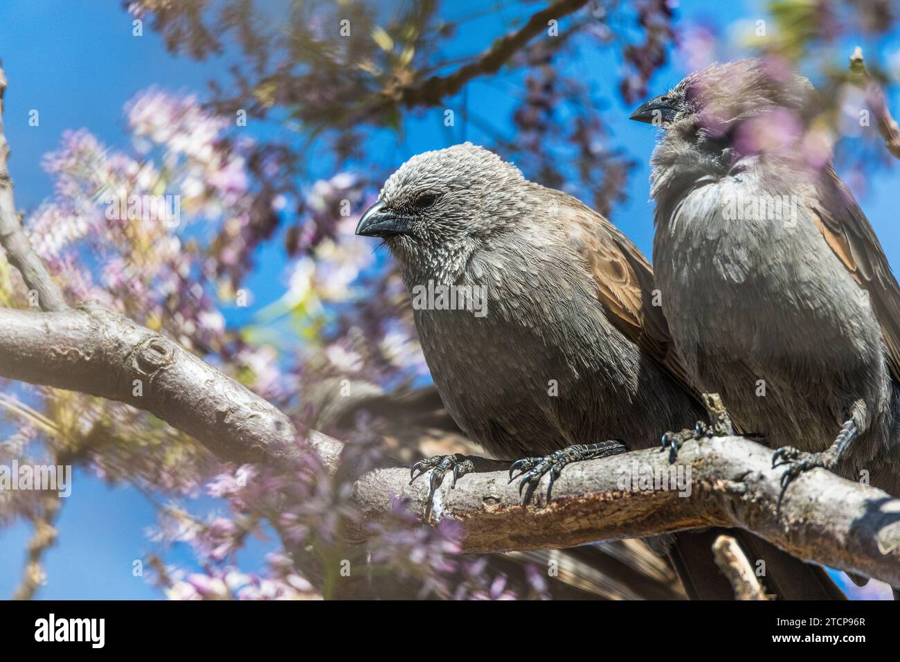 Grey Apostlebird (Struthidea cinerea): A Feathered Witness to the ...