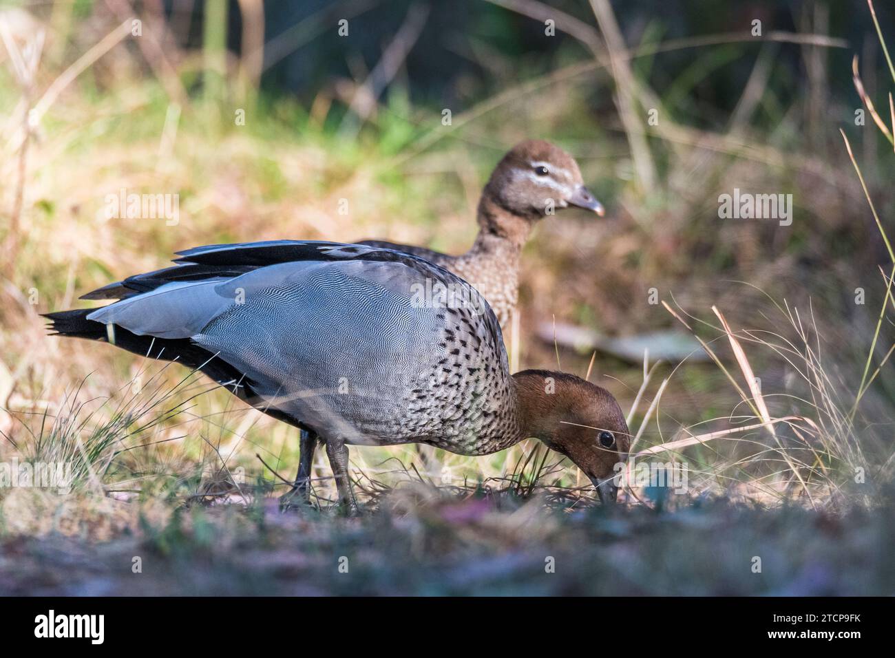 Harmony in Plumage: Male and Female Australian wood duck, maned duck or ...