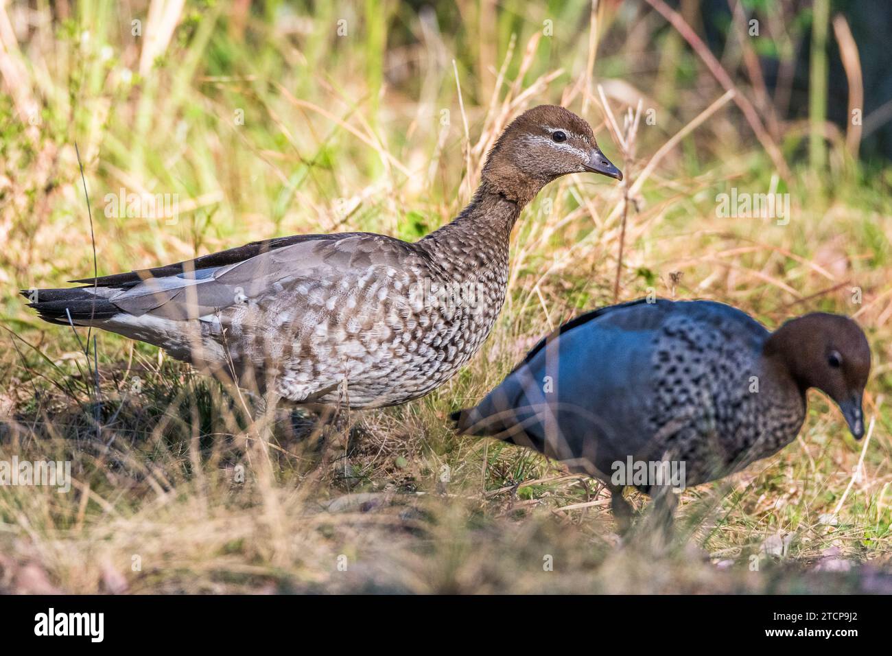 Harmony in Plumage: Male and Female Australian wood duck, maned duck or ...
