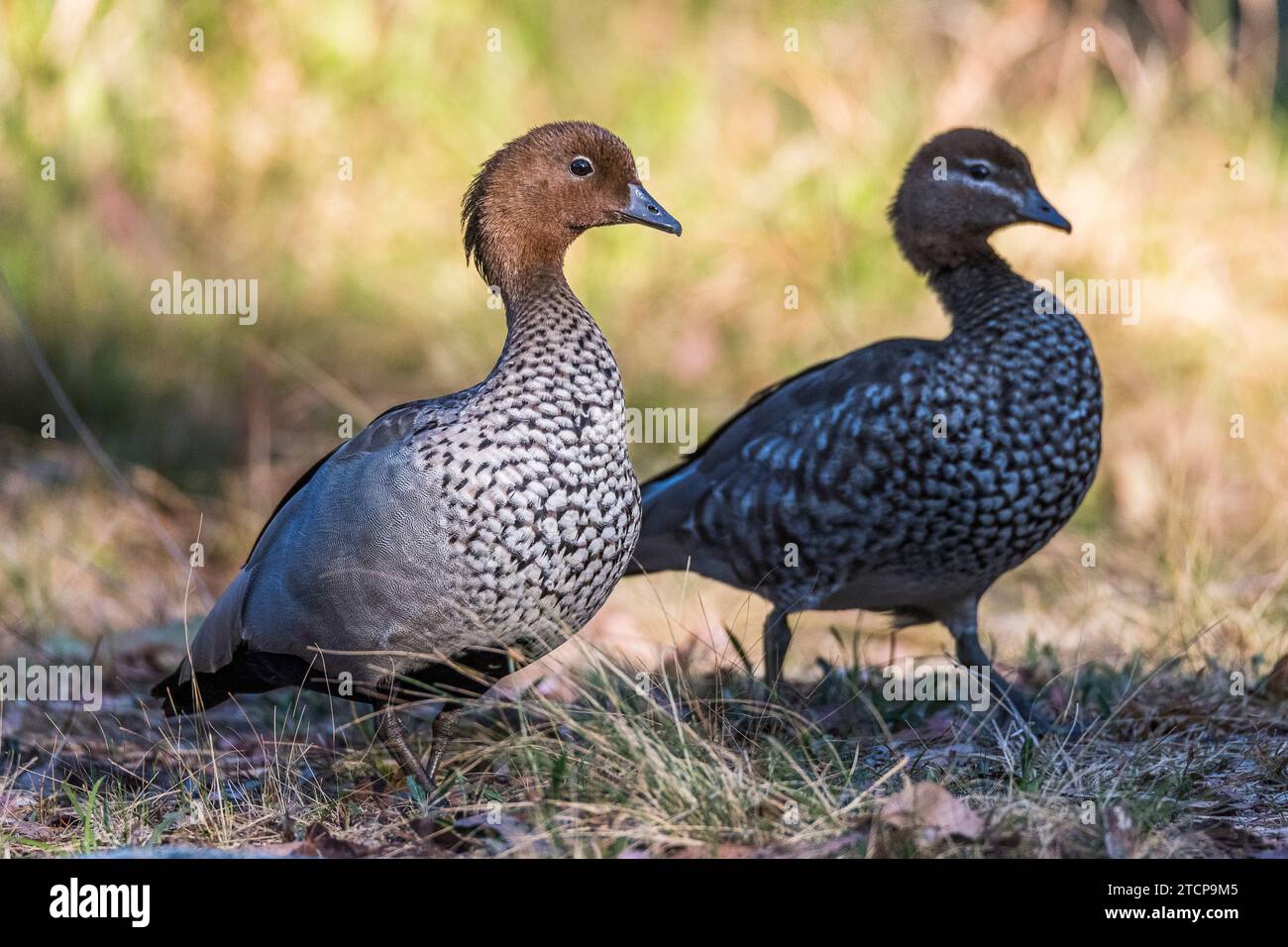 Harmony in Plumage: Male and Female Australian wood duck, maned duck or ...