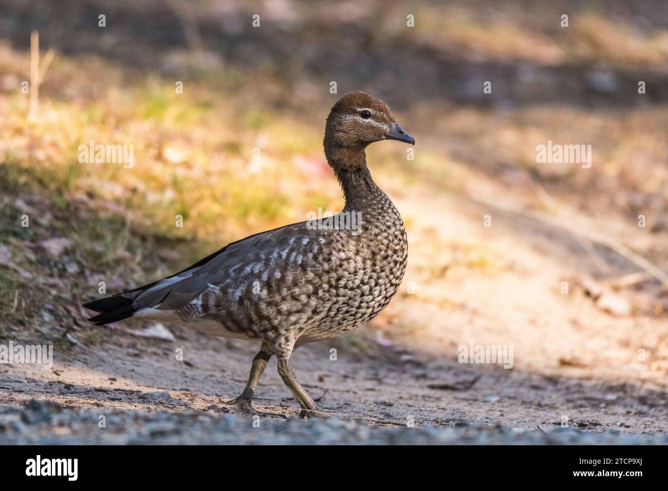 Female Australian wood duck, maned duck or maned goose (Chenonetta ...