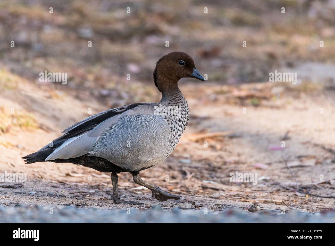 Male Australian wood duck, maned duck or maned goose (Chenonetta jubata ...