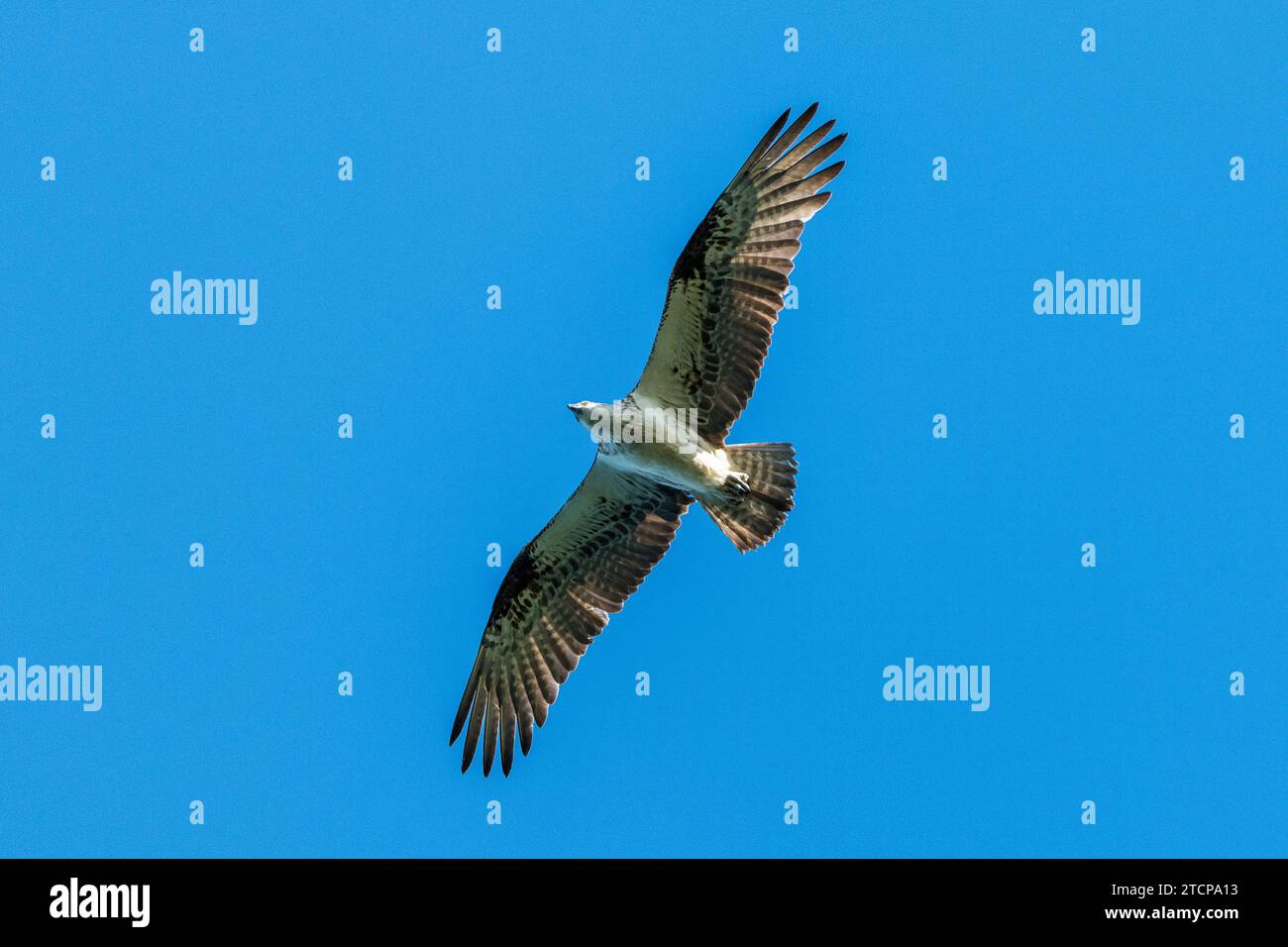 Eastern osprey or Australian Osprey (Pandion cristatus) Soaring Through ...