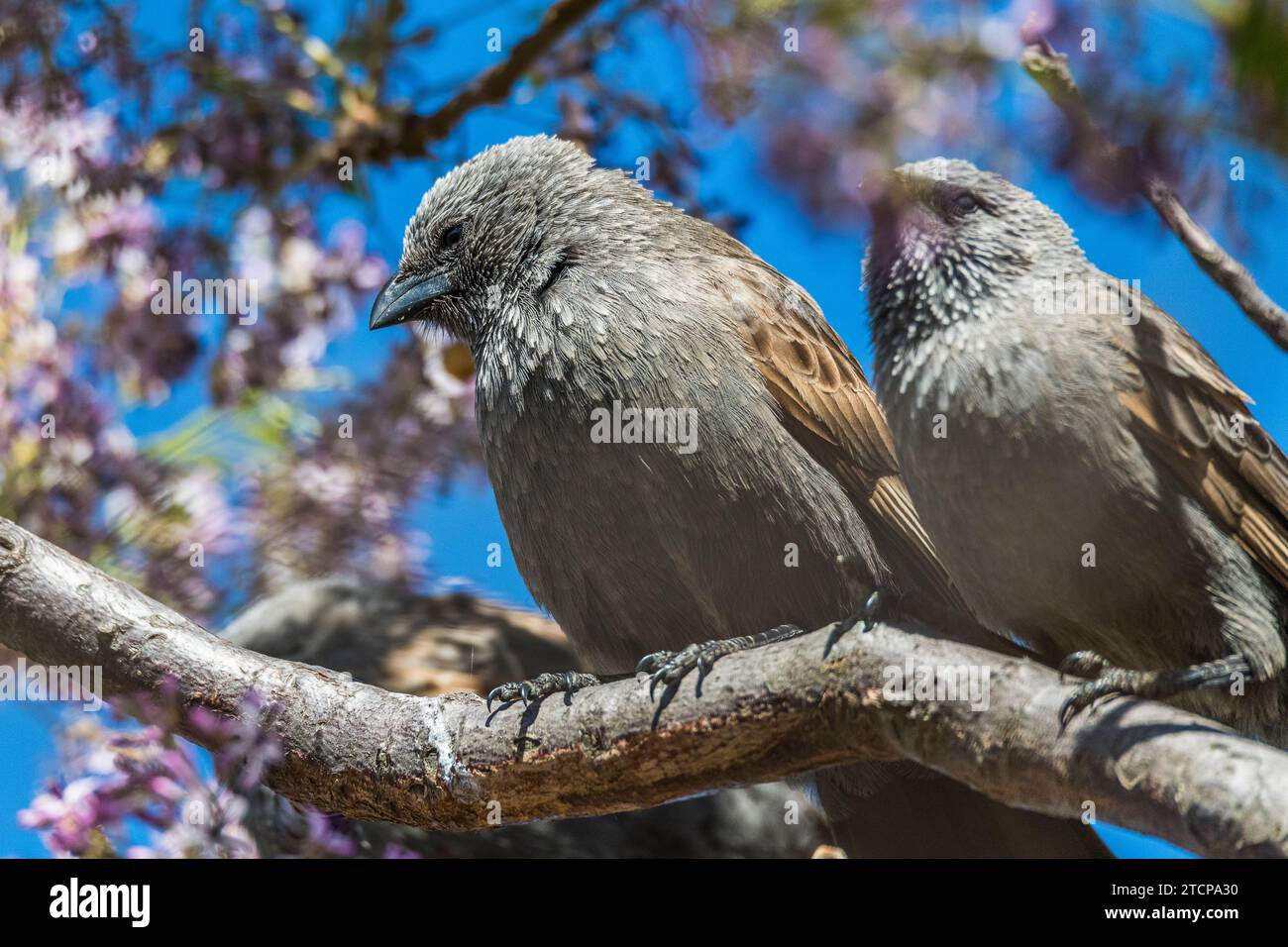 Grey Apostlebird (Struthidea cinerea): A Feathered Witness to the ...