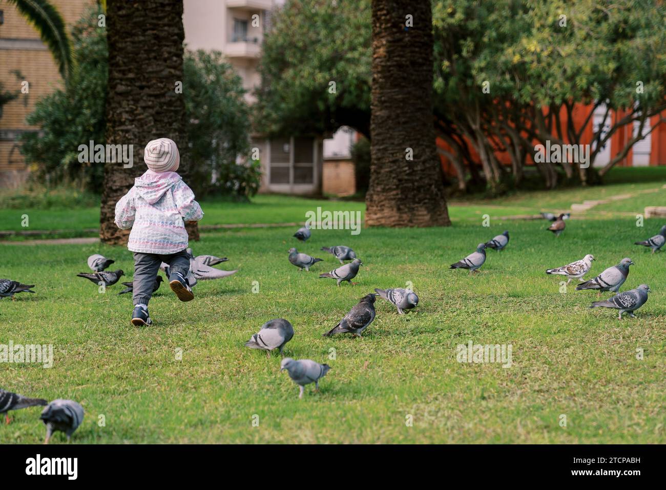Little girl chasing pigeons on the green lawn in front of the house ...