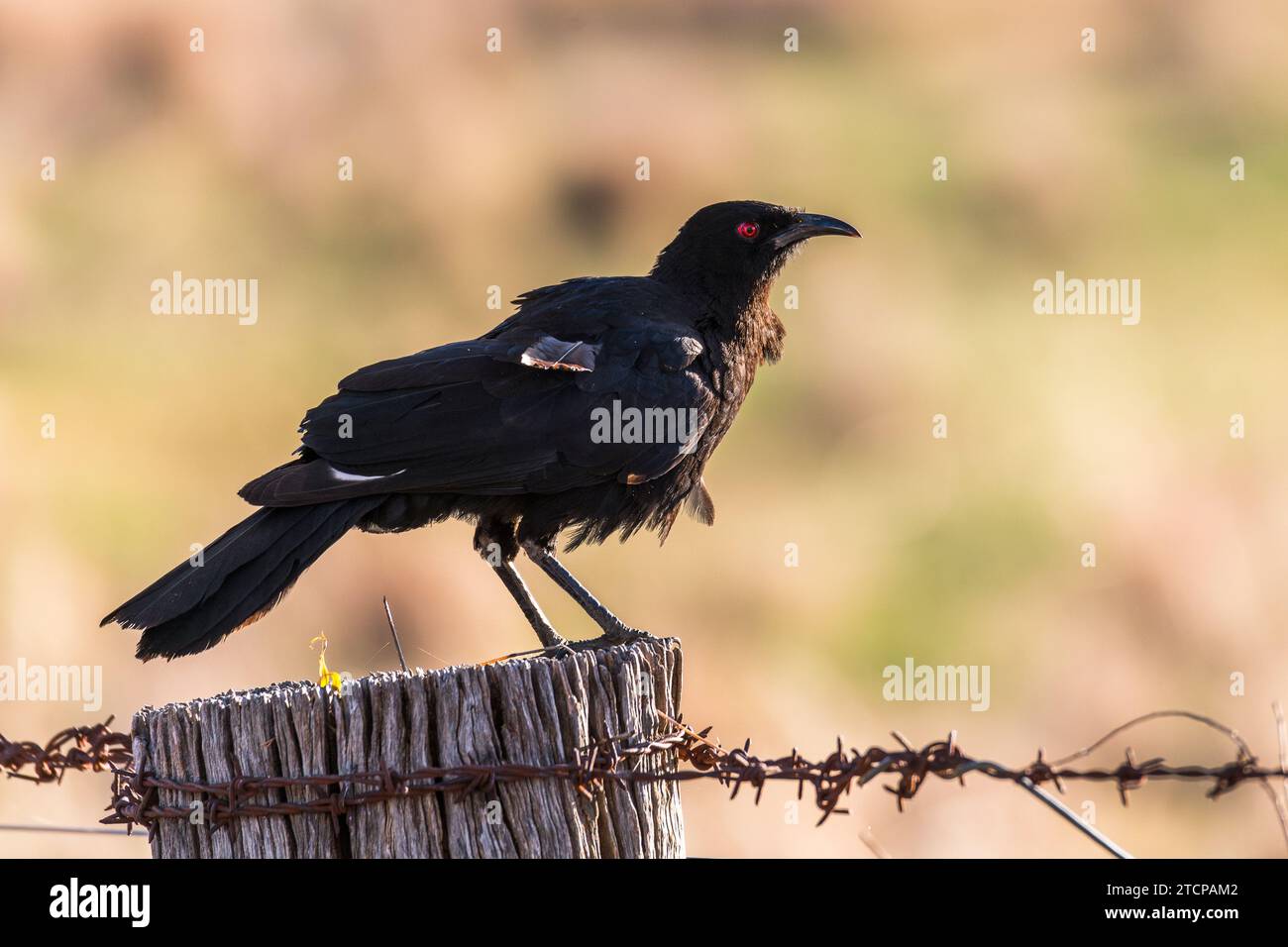 Australian white winged chough hi-res stock photography and images - Alamy