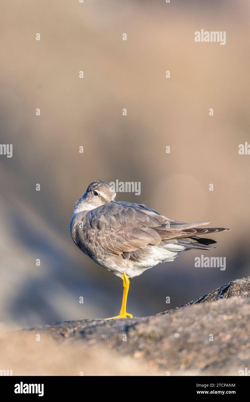Wandering Tattler (Tringa incana or Tringa incanus): Coastal Explorer ...