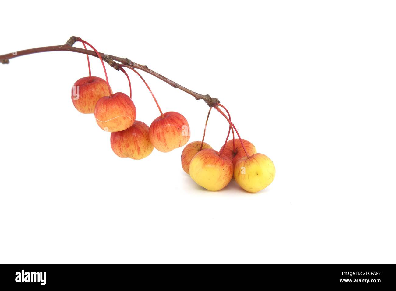 Twig with wild apple fruit and yellowed leaves isolated on white ...