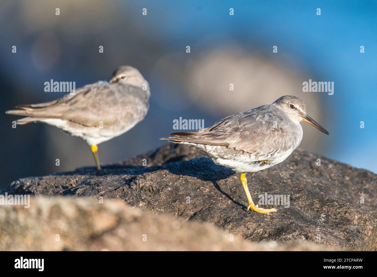Tattler in its element hi-res stock photography and images - Alamy