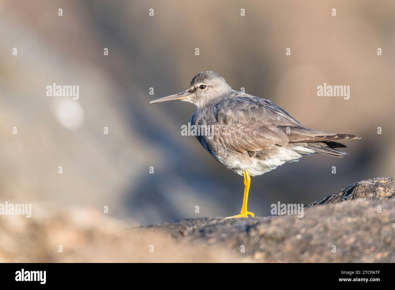 Tattler in its element hi-res stock photography and images - Alamy