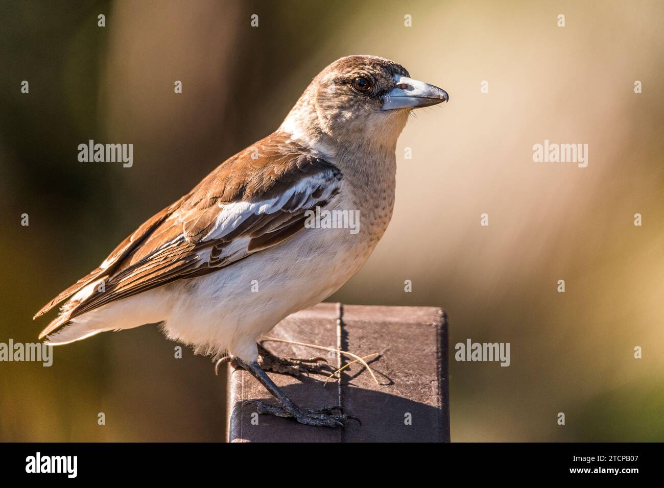 Feathered songster hi-res stock photography and images - Alamy