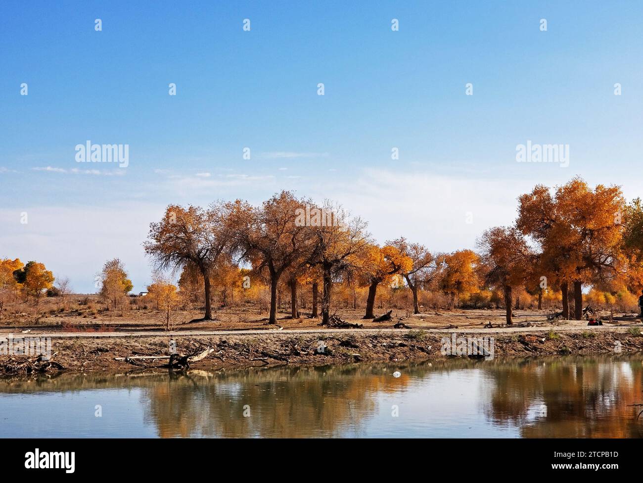 Poplar trees trunks hi-res stock photography and images - Alamy