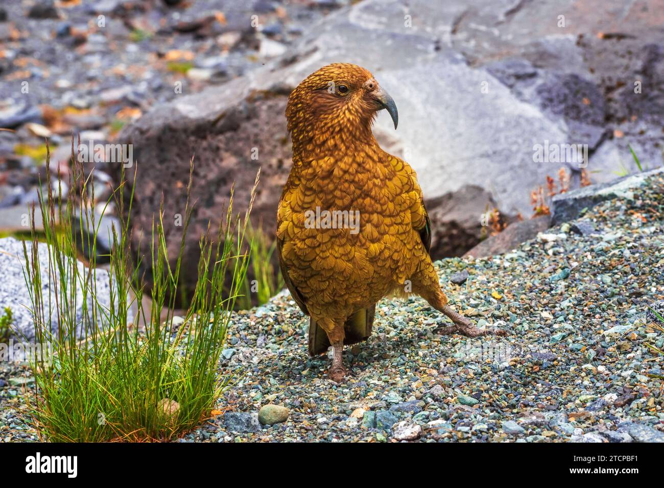 Kea mountain parrot (Nestor notabilis), Fiordland National Park, South ...