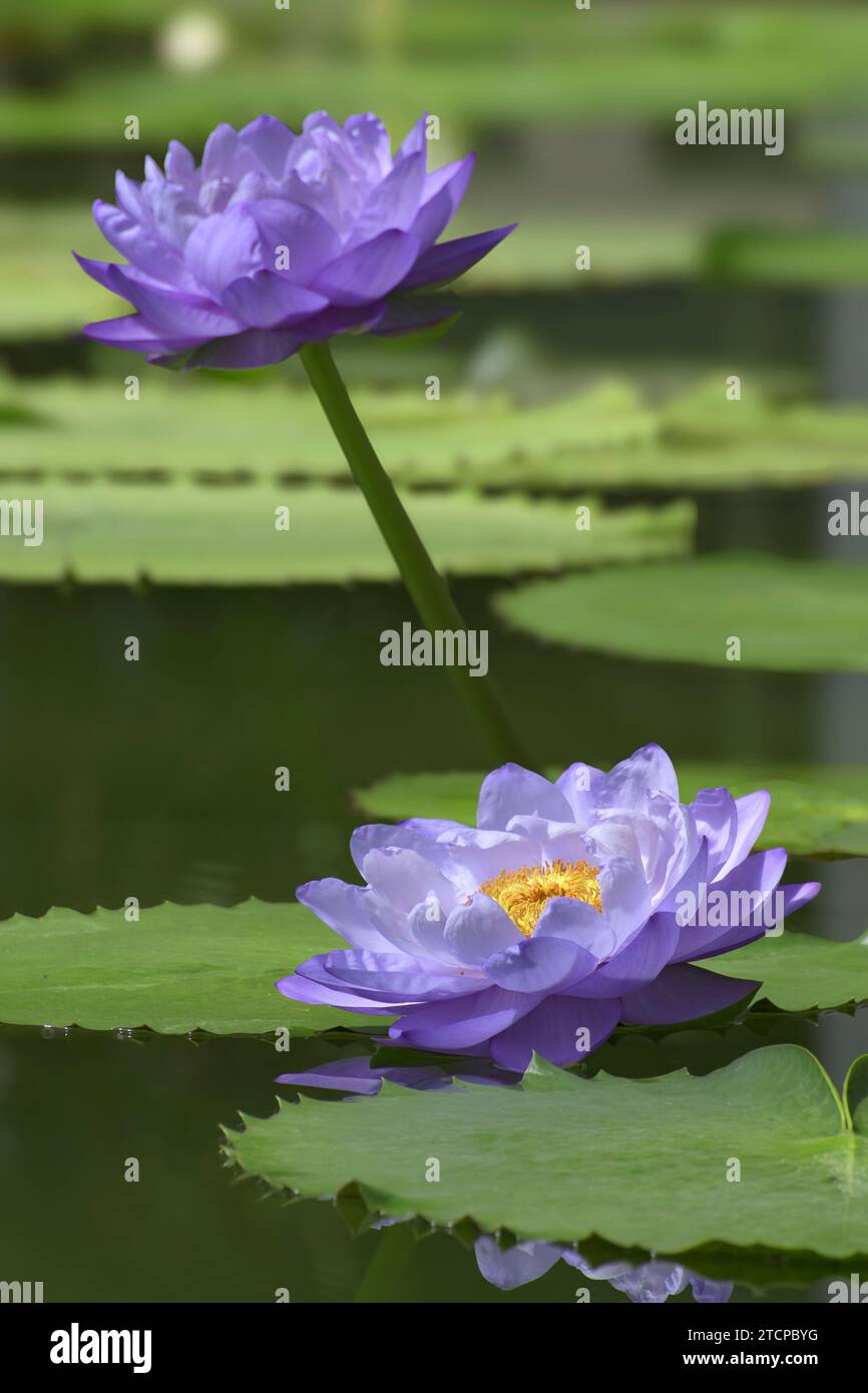 Australian waterlily or Nymphaea gigantea waterlily with reflection on ...