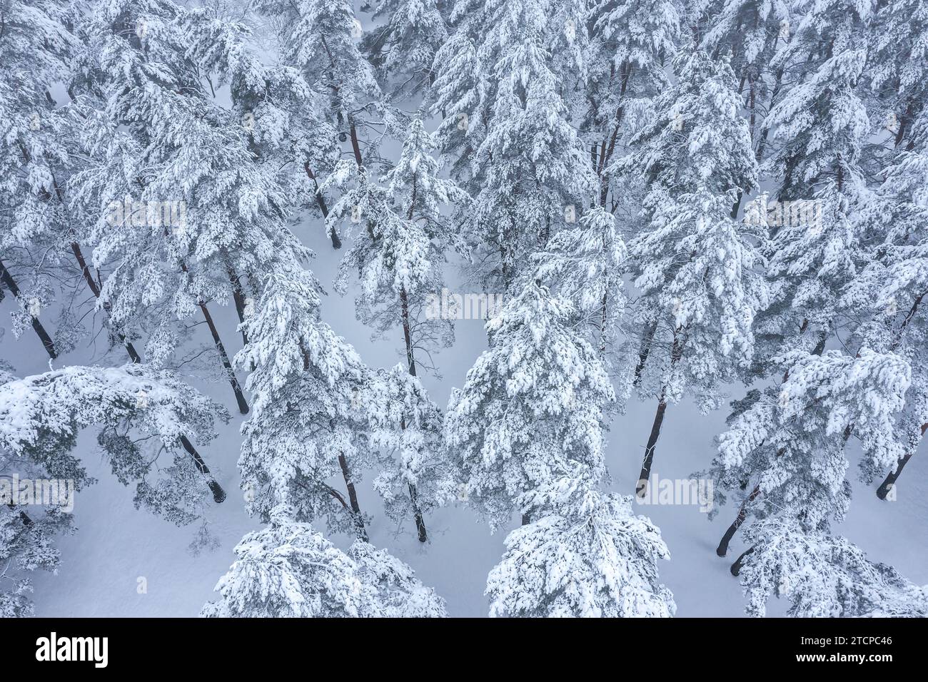 Coniferous forest covered snow hi-res stock photography and images - Alamy