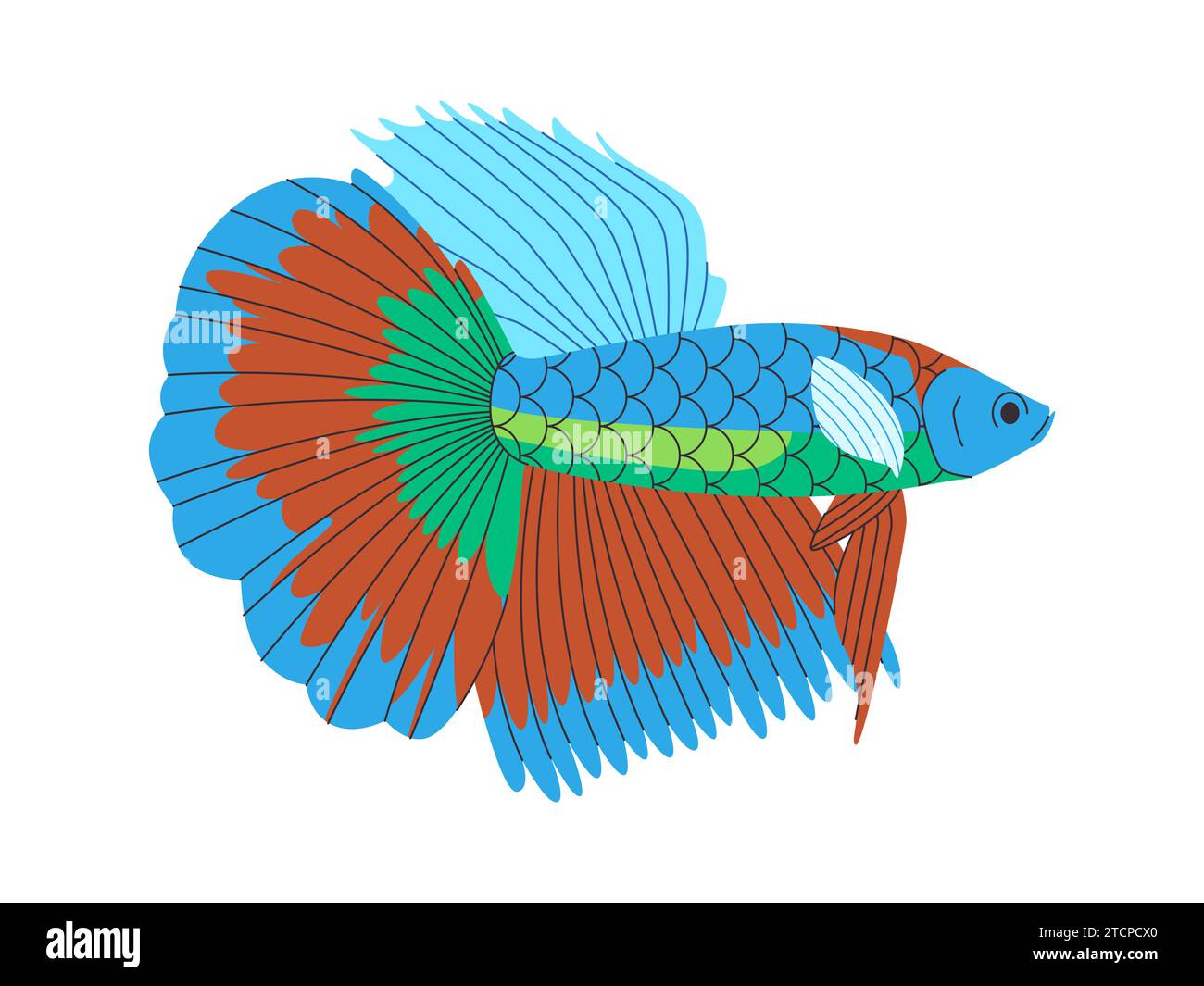 colorful siamase fighting fish wild nature small animal beautiful ...