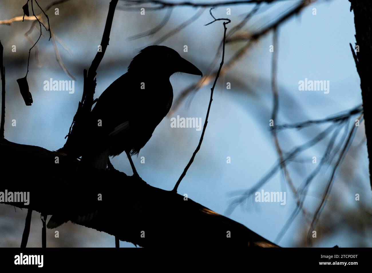 Pied Currawong (Strepera graculina) , silhouette Stock Photo - Alamy