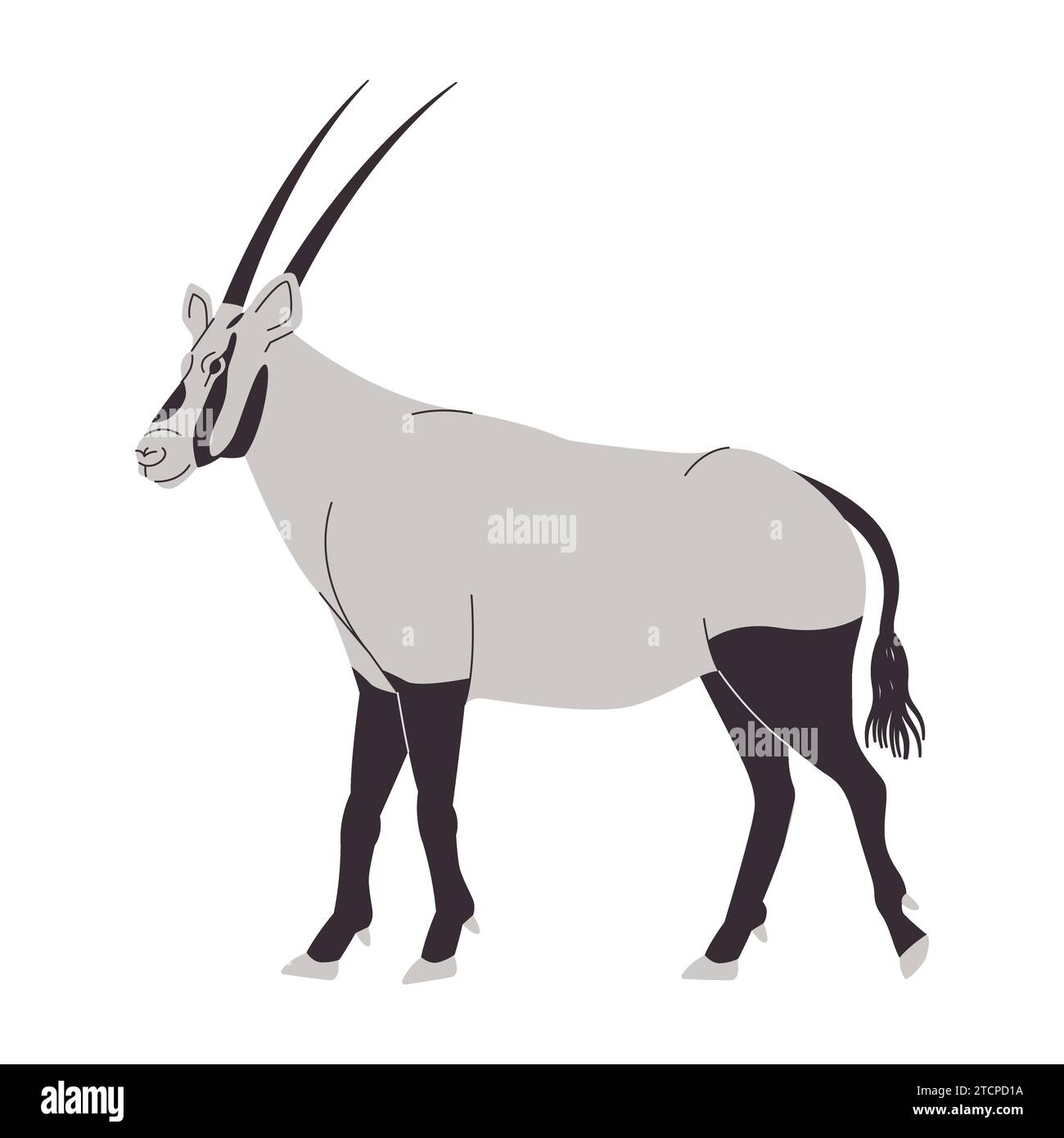white and black color arabian oryx wild nature animal mammal herbivore ...
