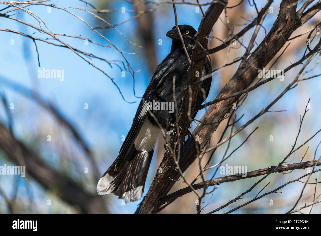 Currawong in natural setting hi-res stock photography and images - Alamy