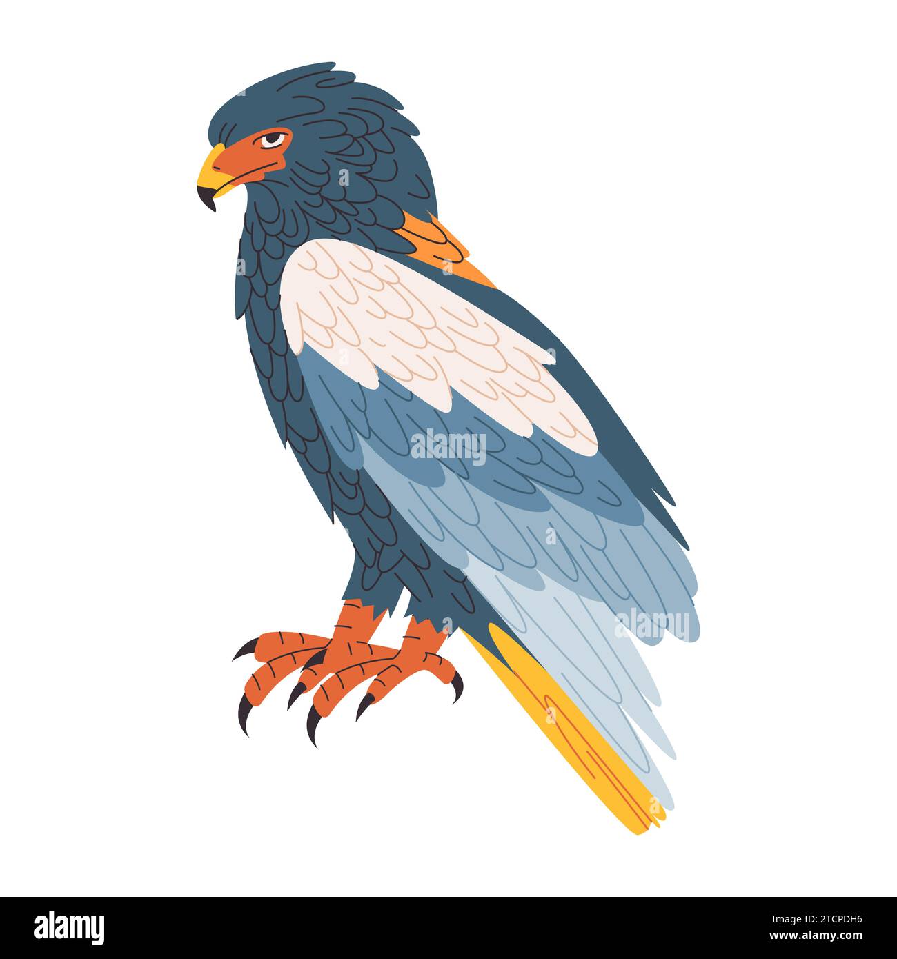 colorful bateleur eagle wild nature animal hunter predator carnivore ...