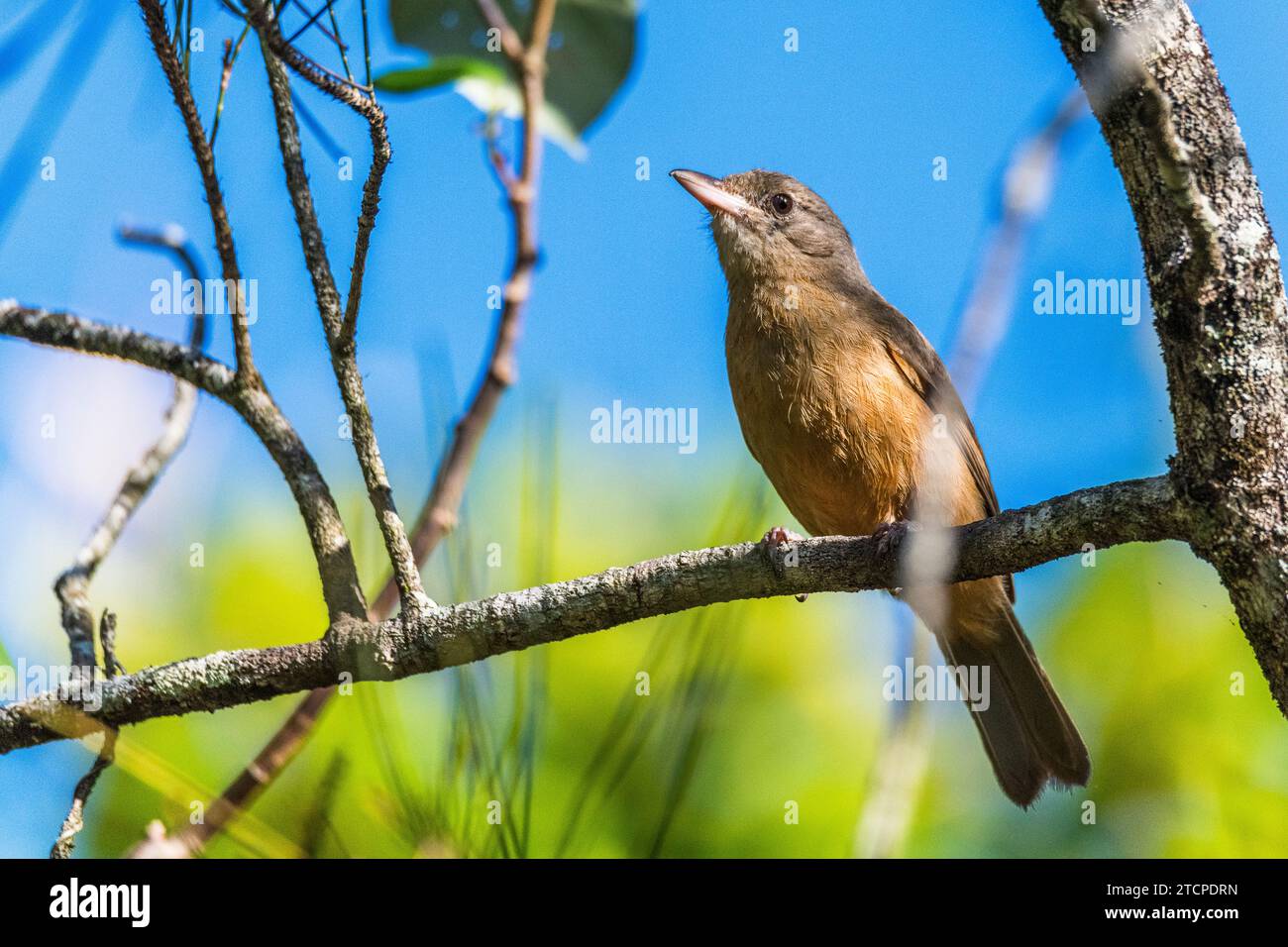 Arafura shrikethrush hi-res stock photography and images - Alamy