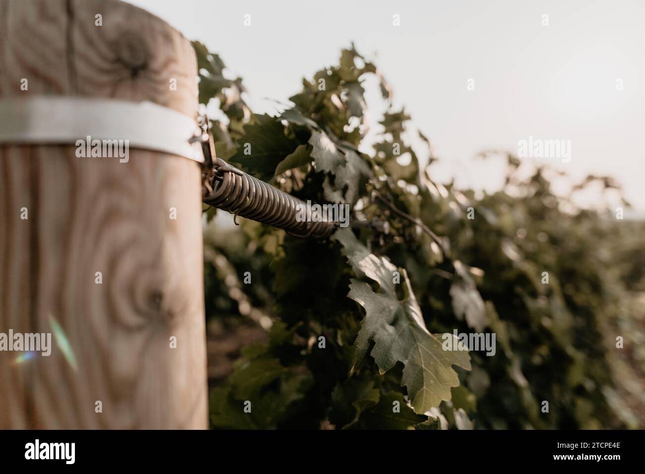 Clusters of ripe sweet grapes among the green leaves of grape bushes ...