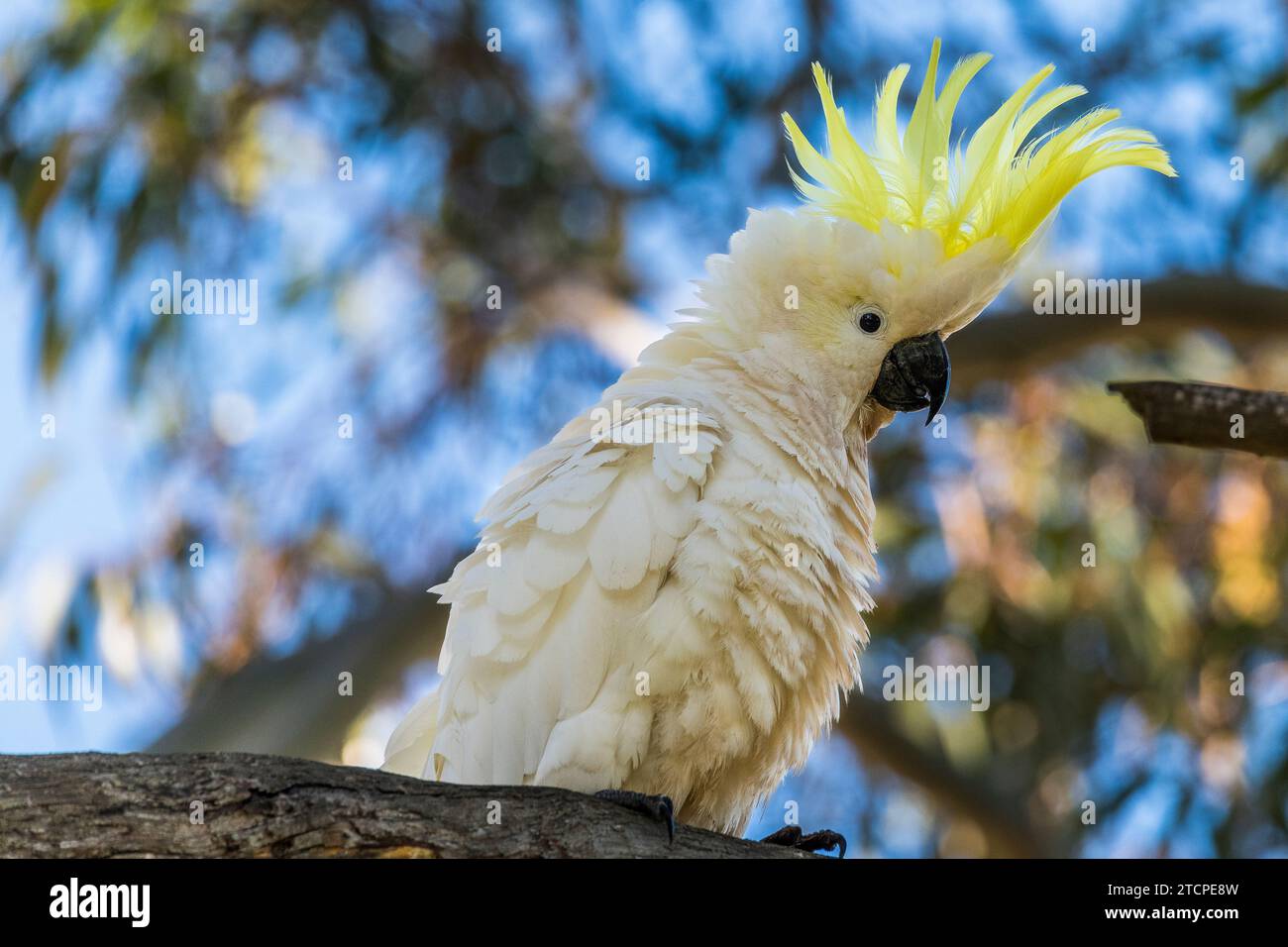Yellow-crested Cockatoo (Cacatua galerita) with Raised Crest Stock ...