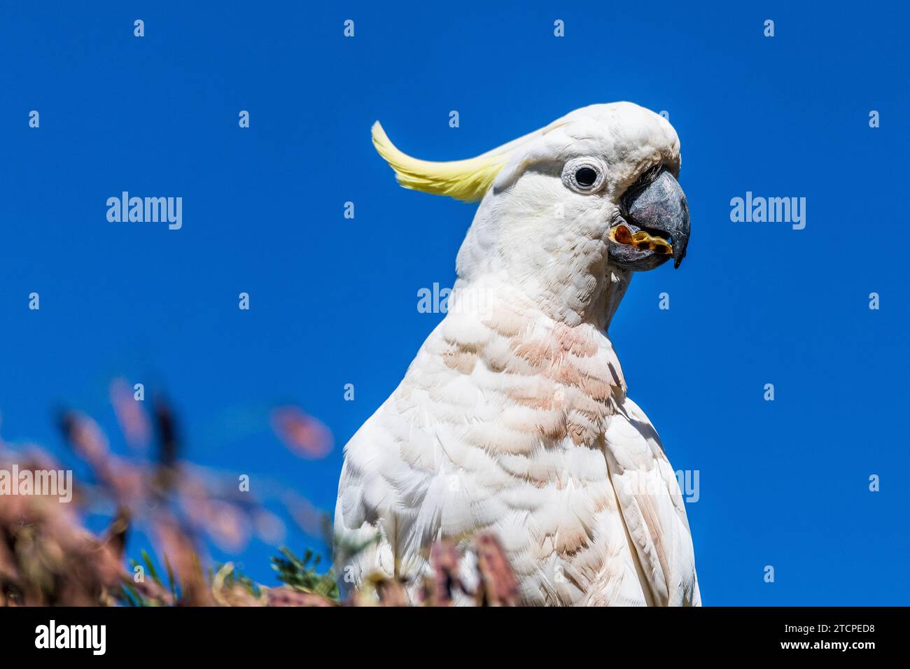 Cockatoo characteristics hi-res stock photography and images - Alamy