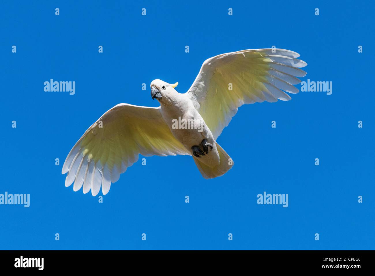 Yellow-crested Cockatoo (Cacatua galerita), flying Stock Photo - Alamy