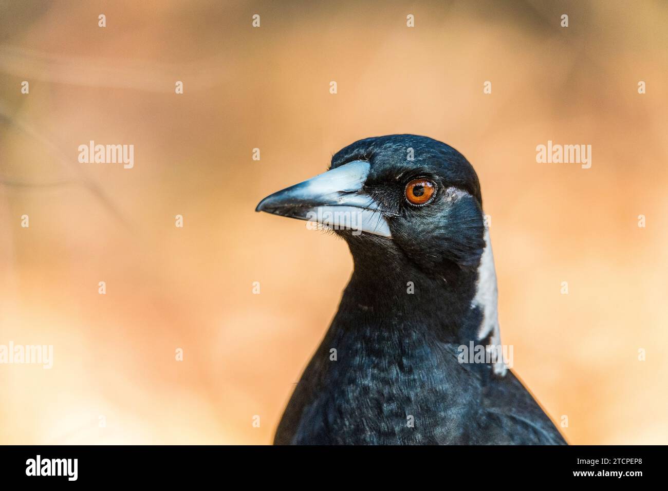 Morphological study hi-res stock photography and images - Alamy