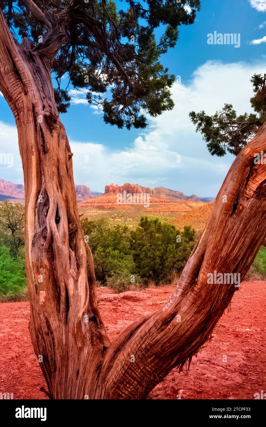 Pine tree and rocks hi-res stock photography and images - Alamy