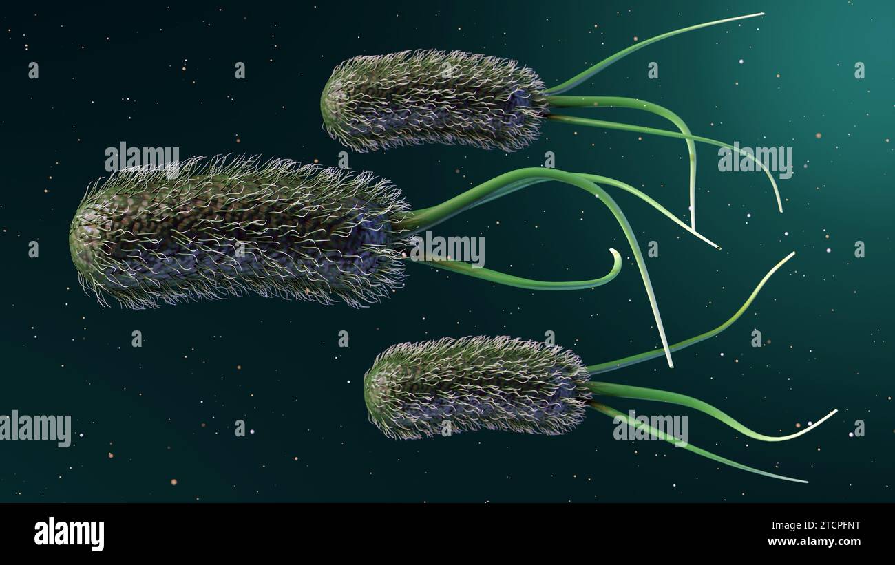 Escherichia coli bacteria hi-res stock photography and images - Alamy