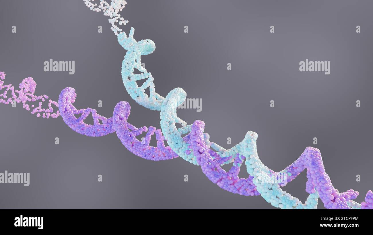 Open up the DNA double helix, resulting in the formation of the ...