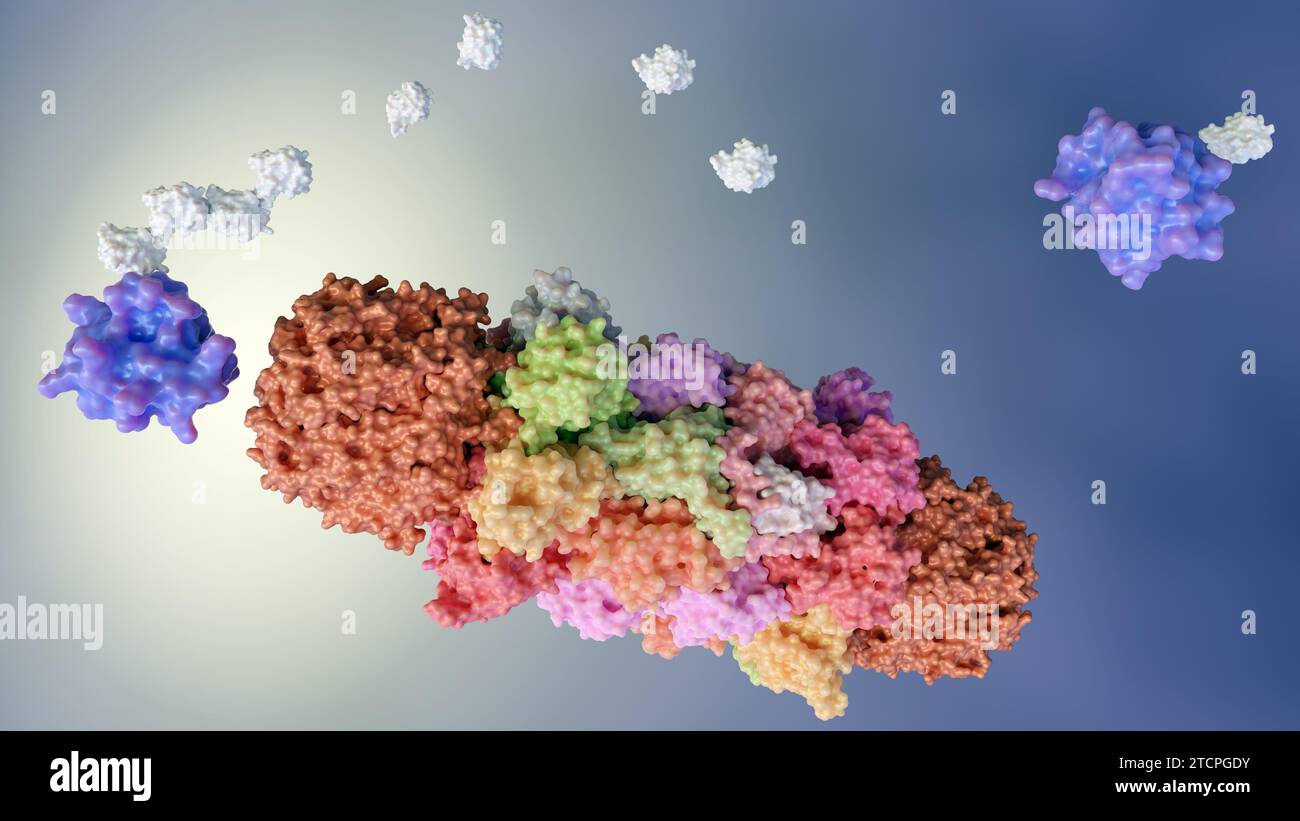 Proteasomes are molecular machines for breaking down proteins called ...