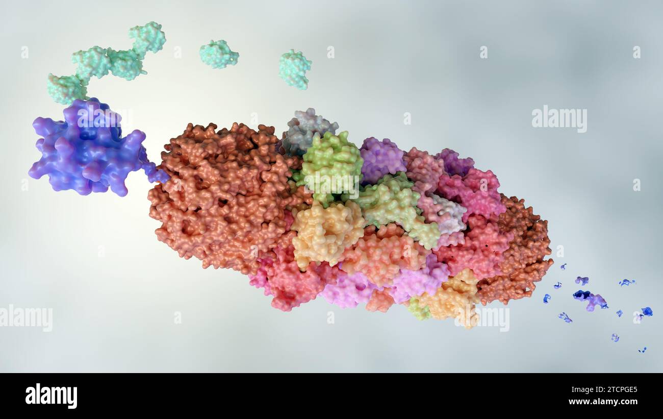 Proteasomes are molecular machines for breaking down proteins called proteolysis and ubiquitin ...