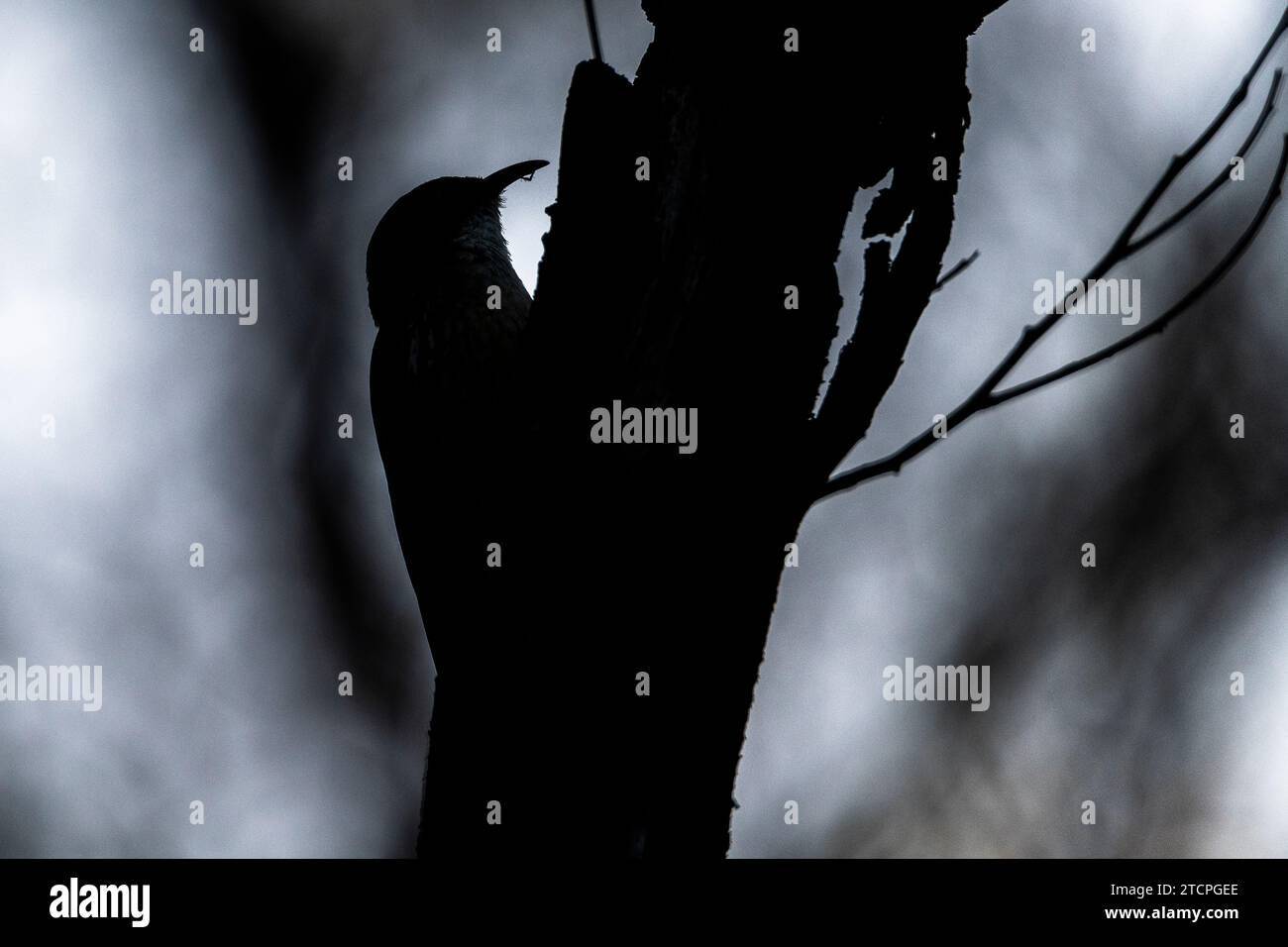 White-throated Treecreeper (Cormobates leucophaea), Australia's ...