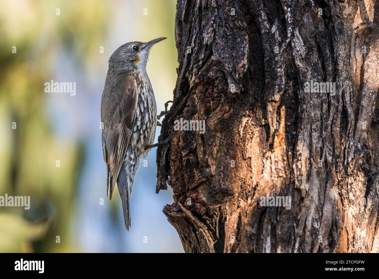 White-throated Treecreeper (Cormobates leucophaea), Australia's ...