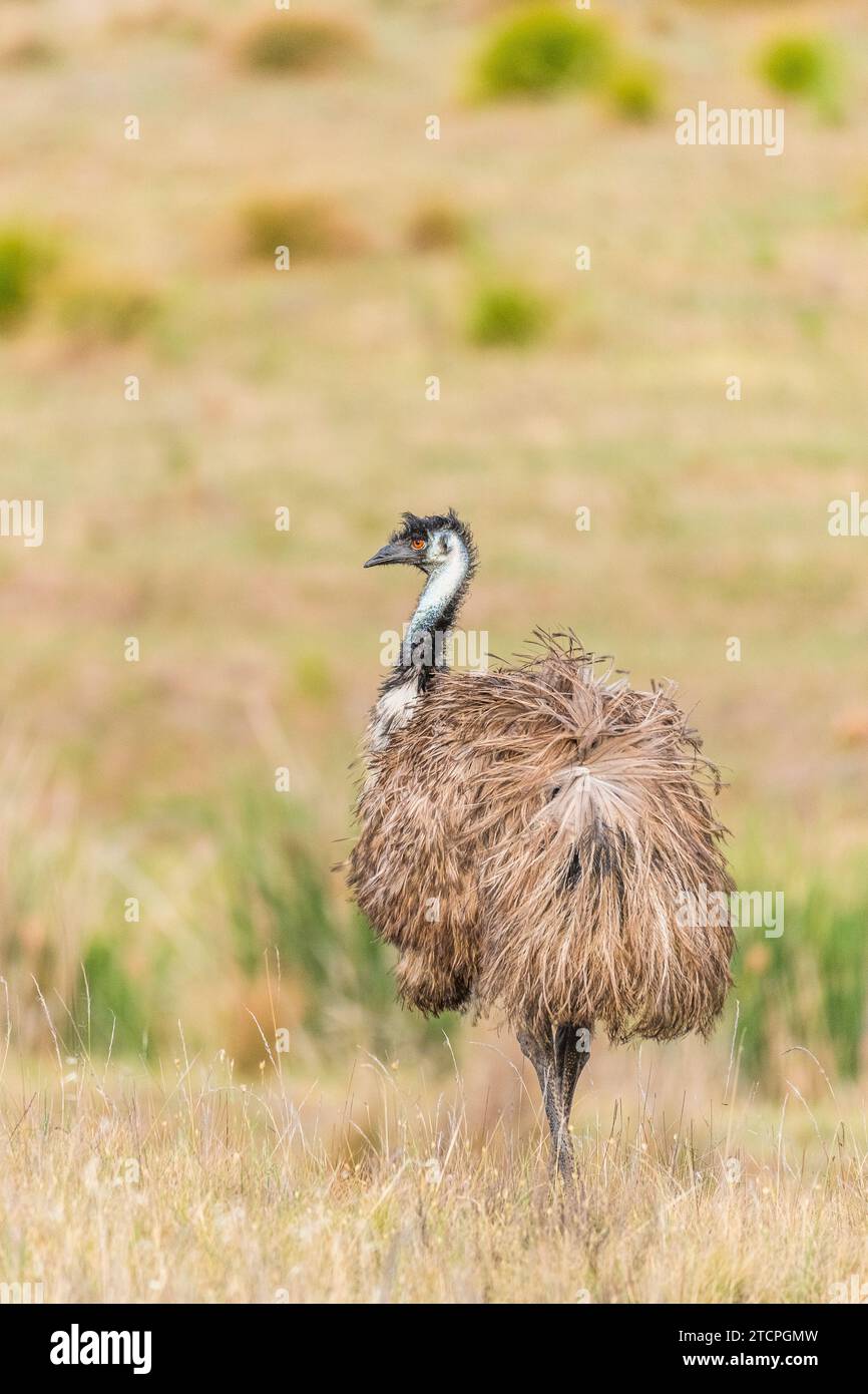 Emu species dromaius novaehollandiae hi-res stock photography and ...