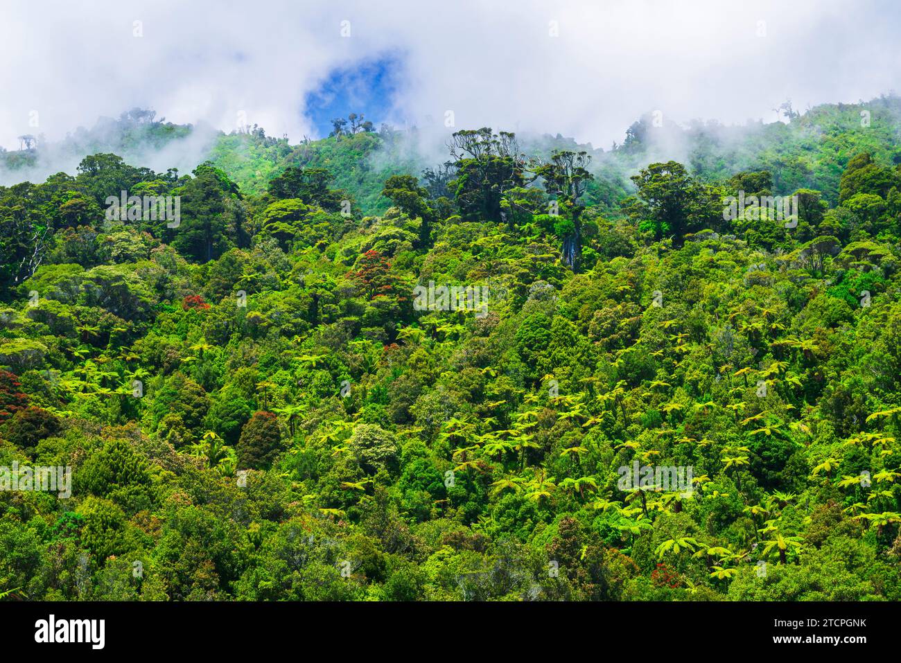 Lush forest, Paparoa National Park, Punakaiki, New Zealand Stock Photo ...