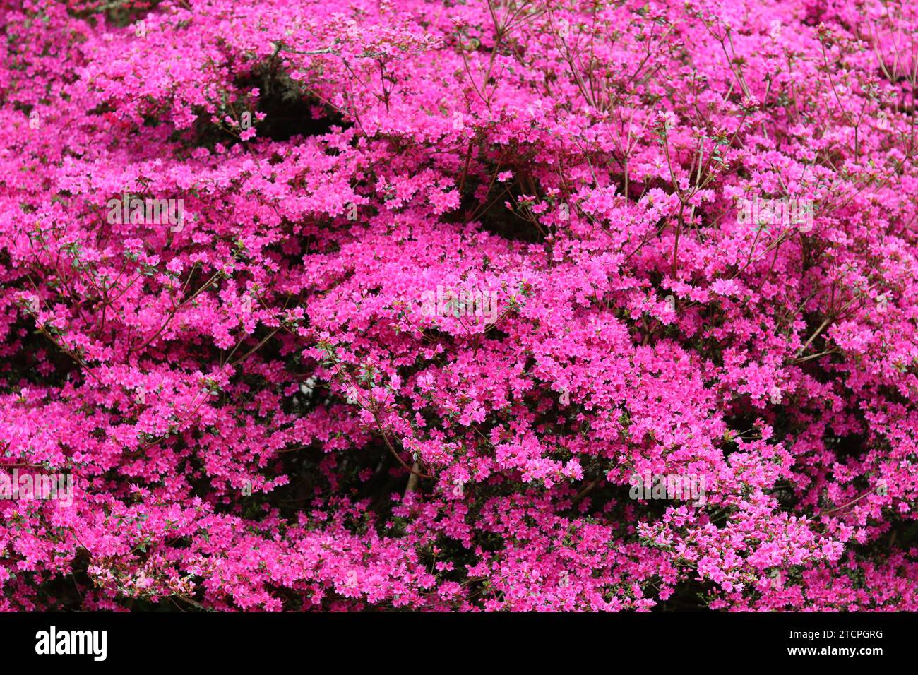 Huge azalea shrub covered in masses of bright pink flowers Stock Photo ...
