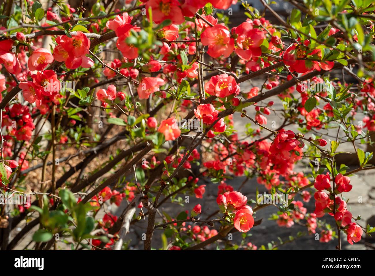 Red flowers in bush garden hi-res stock photography and images - Alamy
