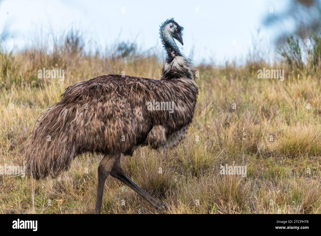 Emu species dromaius novaehollandiae hi-res stock photography and ...