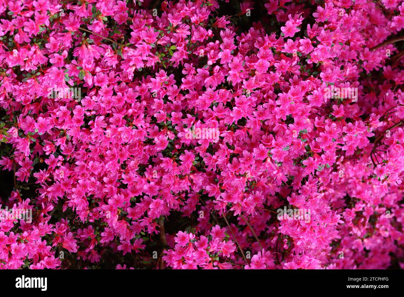 Huge azalea shrub covered in masses of bright pink flowers Stock Photo ...