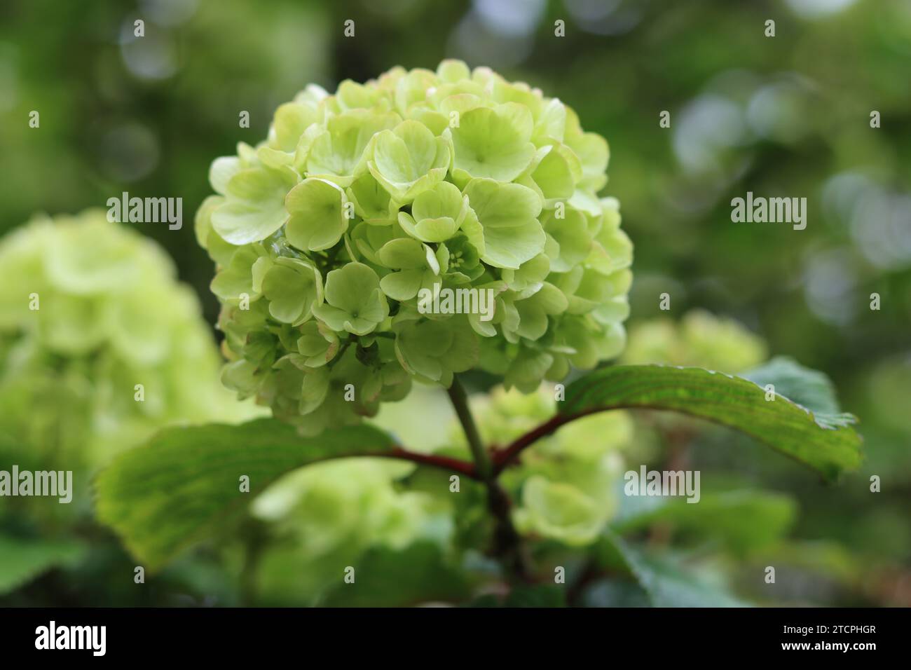 Hydrangea stem hi-res stock photography and images - Alamy