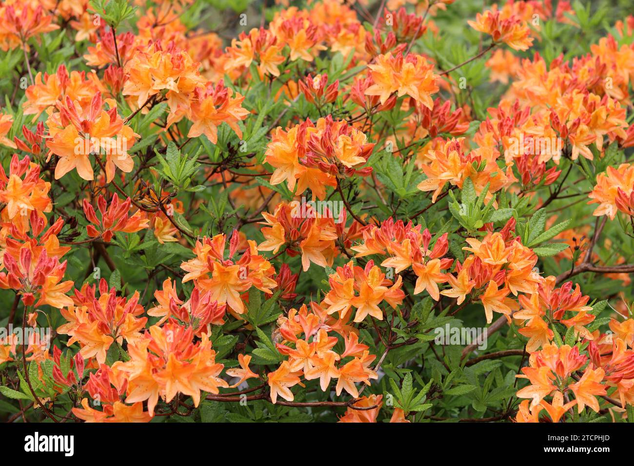 Azalea orange bush hi-res stock photography and images - Alamy