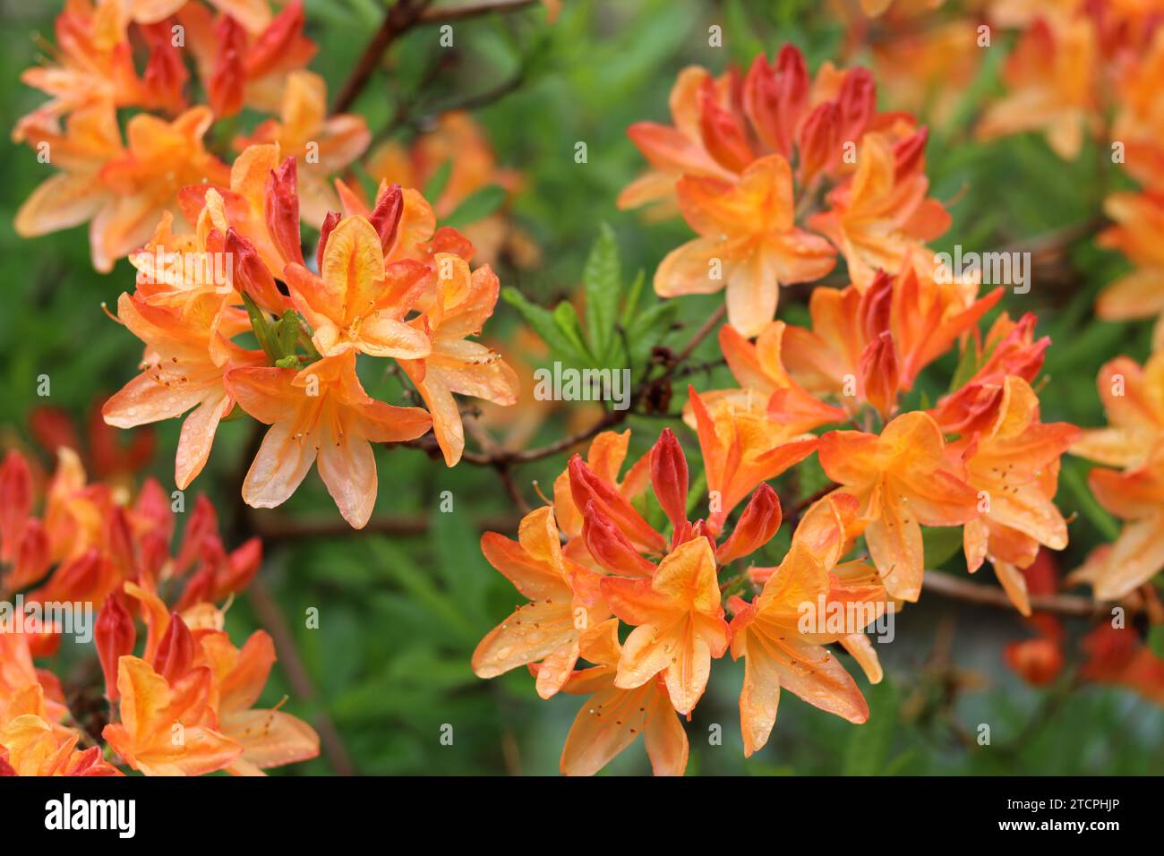 Azalea orange bush hi-res stock photography and images - Alamy