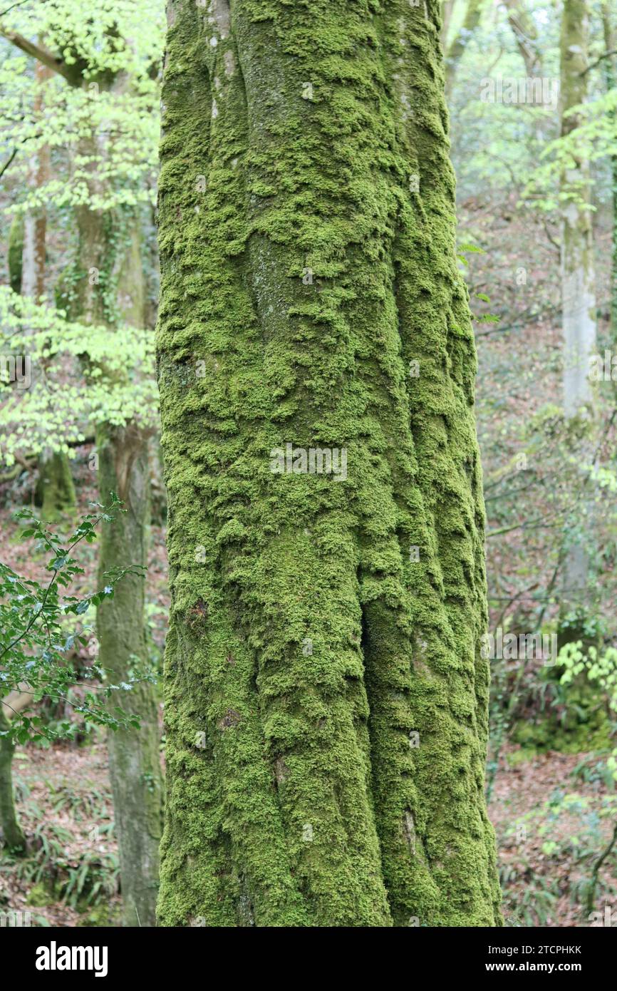 Mossy beech trunk in hi-res stock photography and images - Alamy