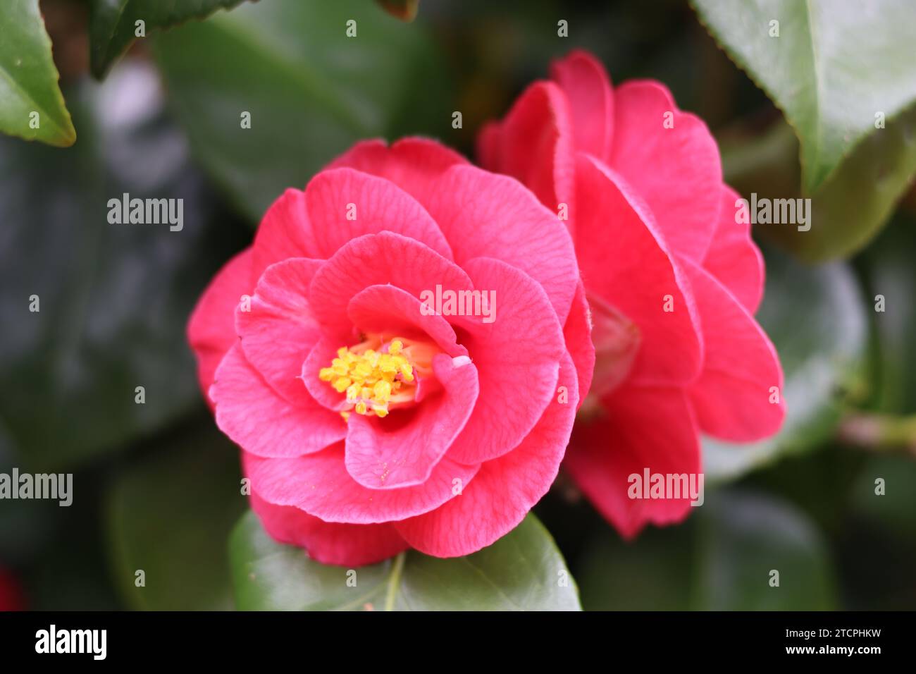 Stunning closeup vibrant pink flowers hi-res stock photography and ...