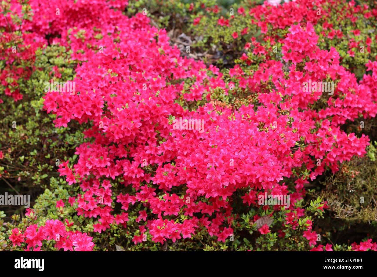 Huge azalea shrub covered in masses of bright pink flowers Stock Photo ...